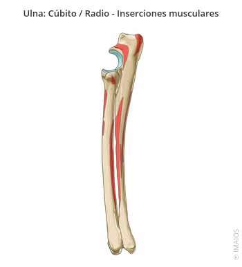 Ulna Cúbito Radio Inserciones Musculares Vet Anatomy Imaios