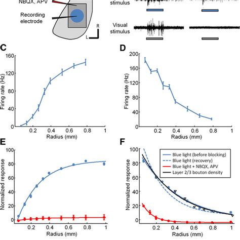 Optogenetic Measurement Of Cortical Interaction Distances Measured With