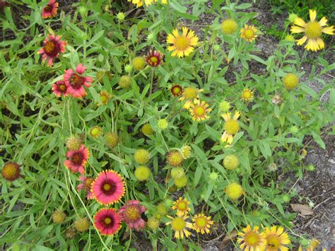 Flower Color Polymorphism — Surprise Colors From Your Favorite Plants