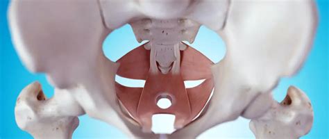 Newly Designed 3d Printed Lattice Hemipelvis Prosthesis Improves Osteointegration And Favorable