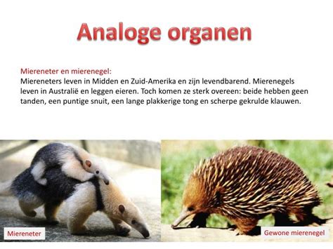 PPT Analoge En Homologe Organen PowerPoint Presentation ID 2247873
