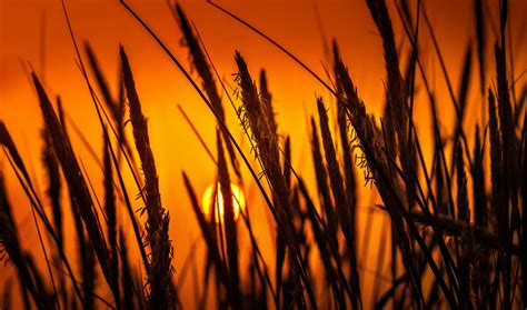 Foto De Silueta De Plantas De Trigo · Foto De Stock Gratuita