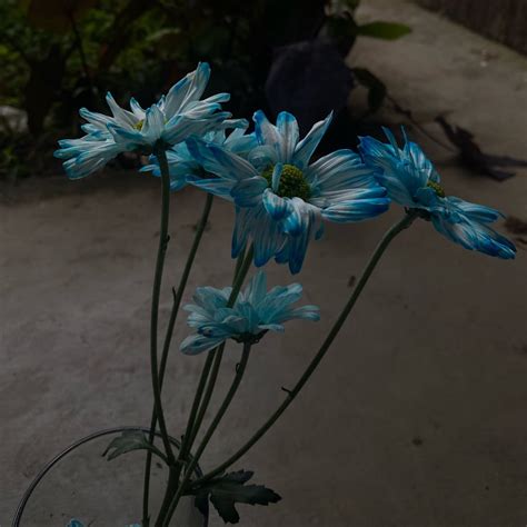 Sofía Salcedo Youtube