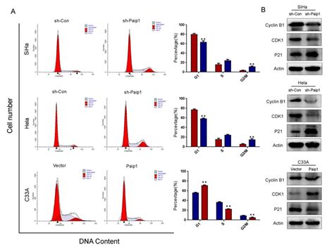 Polya Binding Protein Interacting Protein 1 Paip1 Regulated Cell Download Scientific