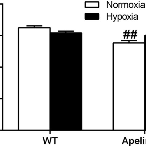 VO2max Of WT And Apelin KO Mice After The 4 Weeks Intermittent