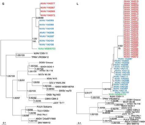 phylogenetic trees generated by the maximum likelihood and bayesian