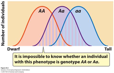 Genetics Final Quantitative Genetics 24 Flashcards Quizlet
