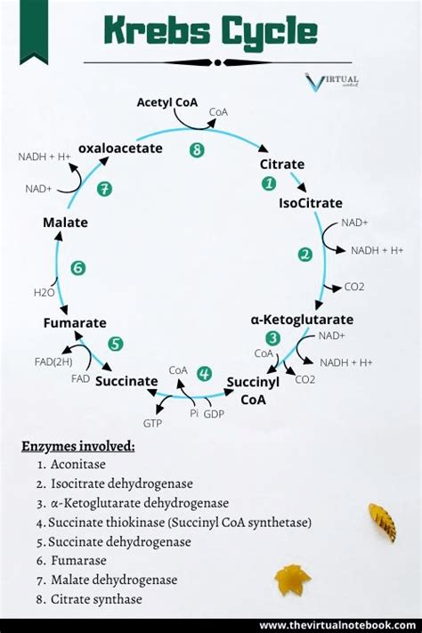 Kreb Cycle Mnemonic R Biology
