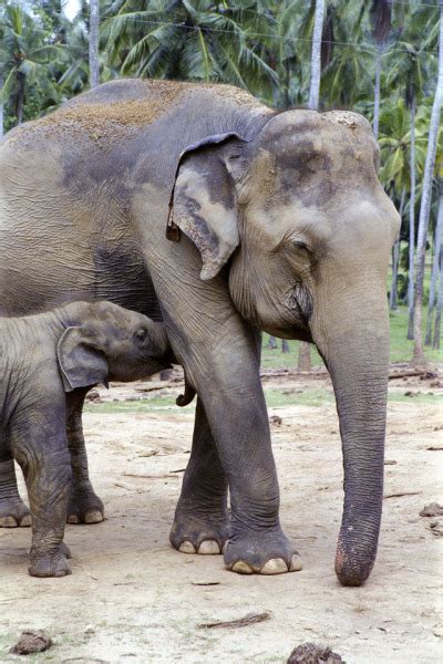 Here We See Two Packys From Pinnawala Elephant Orp Tumbex