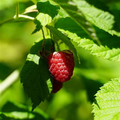 Biological Control And Pollination Raspberry And Blackberry Crops Biobest