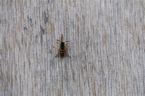 말벌 딱정벌레 곤충 Pixabay의 무료 사진 Pixabay