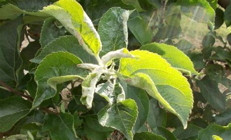 Почему на яблоне и груше скручиваются листья