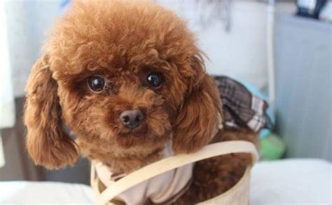 泰迪犬會有這5種性格，第3種很暖心，你家是哪種？ 每日頭條