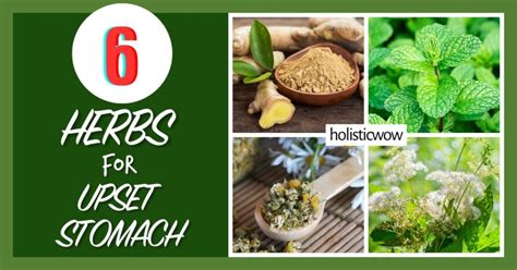 6 Powerful Herbs To Soothe Your Upset Stomach Naturally Holisticwow