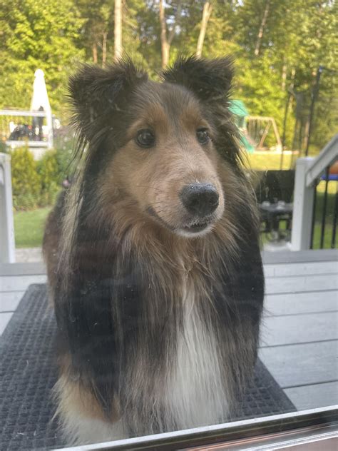 Rosie Windows Rrosiethepotato