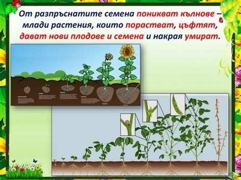 Развитие на растенията презентация онлайн