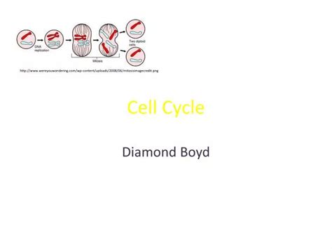 Ppt Cell Cycle Powerpoint Presentation Free Download Id6435515