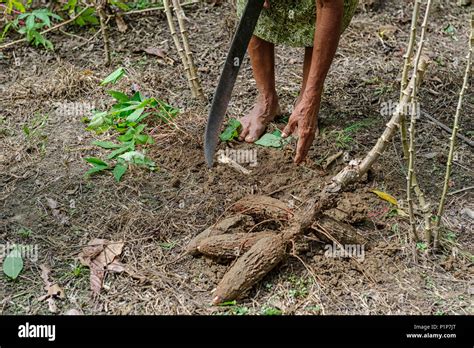 Woman Harvesting Cassava Or Yucca Root In Napo Province Ecuador Stock