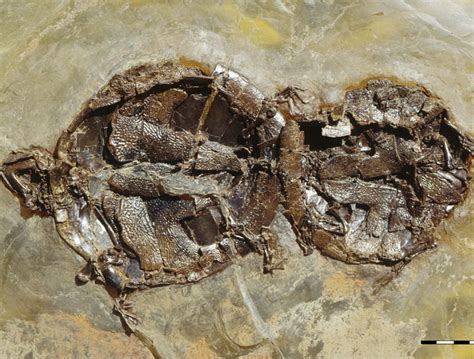 Giant Tooth Identifies Extinct Monster Platypus In Australia Gma News
