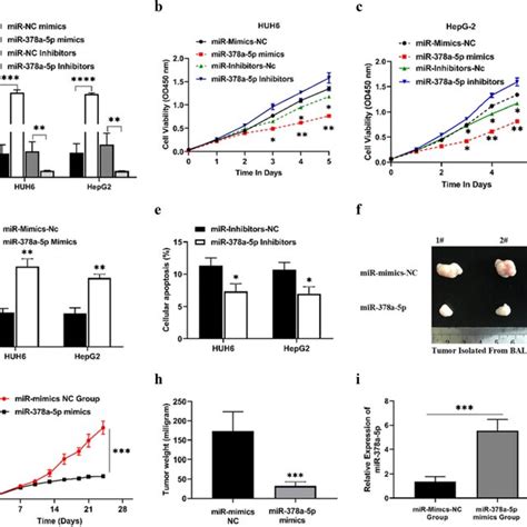 Mir 378a 5p Downregulates The Hepatoblastoma Tumors Development And