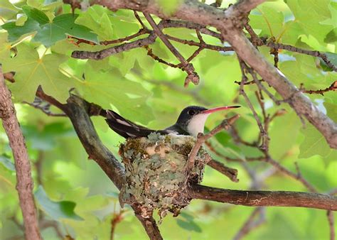 Violet Crowned Hummingbird Range