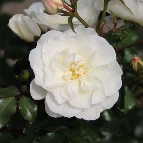 Bounty® | Roses' Name
