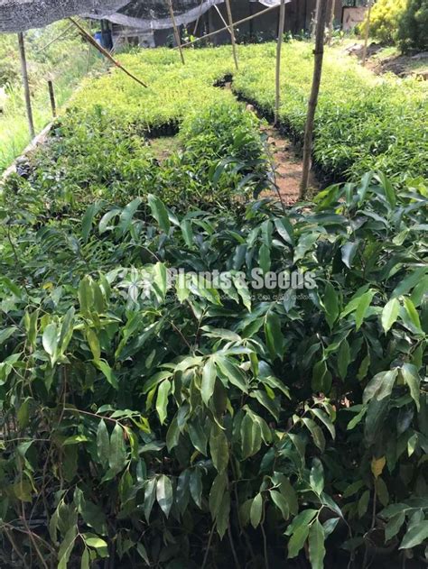 Agarwood Plants Wallapatta For Sale Limited Offer Plants And Seeds