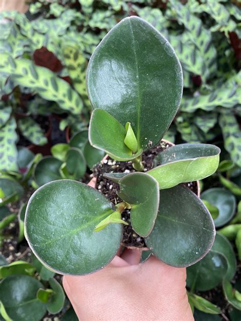 2 Peperomia Red Margin Cal Greenhouses