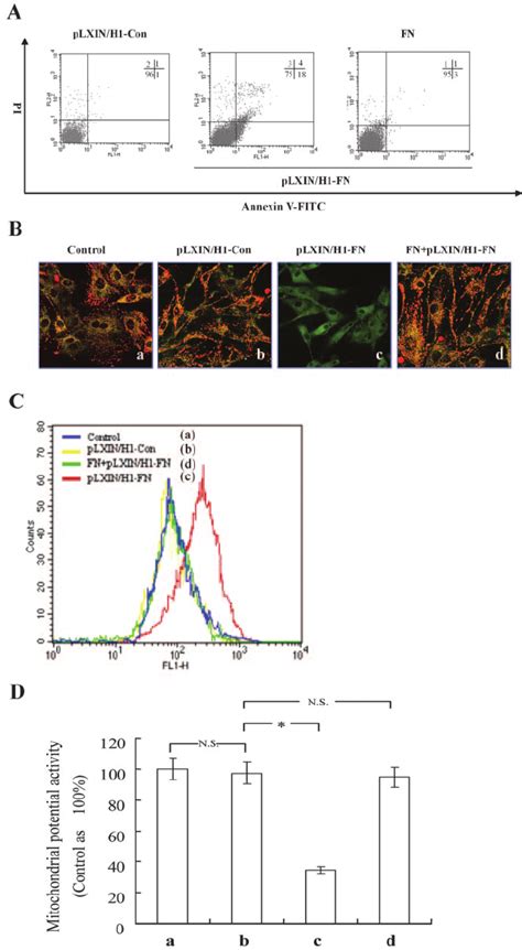 Apoptosis And Mitochondrial Dysfunction Induced By Loss Of Fibronectin