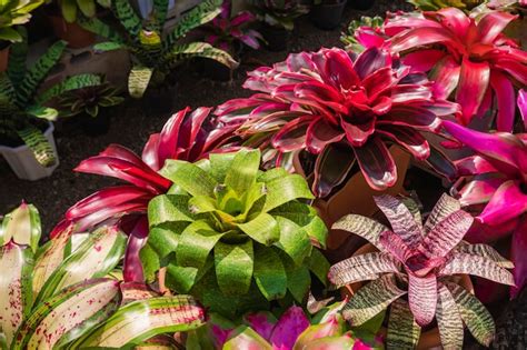 Premium Photo Row Of Colorful Bromeliad Plants Are Growing In