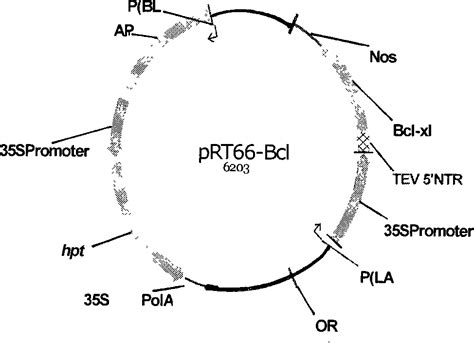 Transgene Method For Peanut Eureka Patsnap