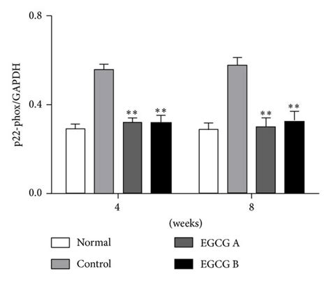 The Protein Expressions Of P22 Phox B And P47 Phox C In Renal