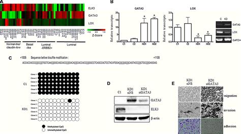 Knocking Down Elk3 In Mda Mb 231 Cells Renders Them Unresponsive To