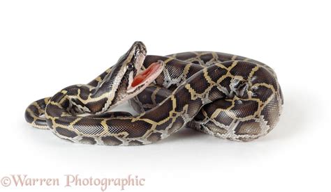 Newly Hatched Burmese Python Photo WP