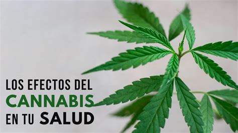 Los Efectos Del Cannabis En Tu Salud Y Por Qué El Cbd Es Una Buena