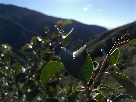 Free Images Tree Nature Branch Fruit Sunlight Leaf Flower Food