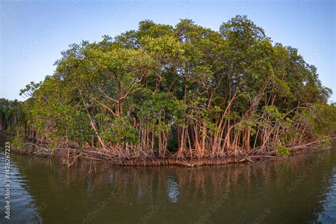 Mangrove Tree Water Roots Forest Wetlands Nature River Tropical Coastal