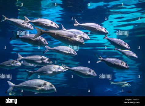 Large School Of Fish Swimming In The Water In The Aquarium Fish Of