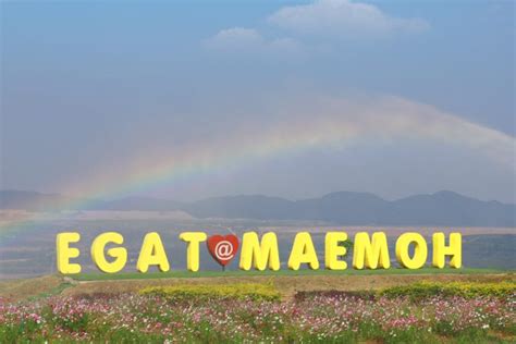ลำปาง กฟผ แม่เมาะ เปิดทุ่งบัวตองต้อนรับนักท่องเที่ยว พร้อมหนุน