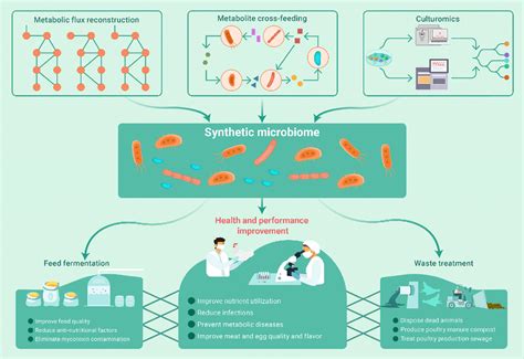 Synthetic Microbiome For A Sustainable Poultry Industry Semantic Scholar