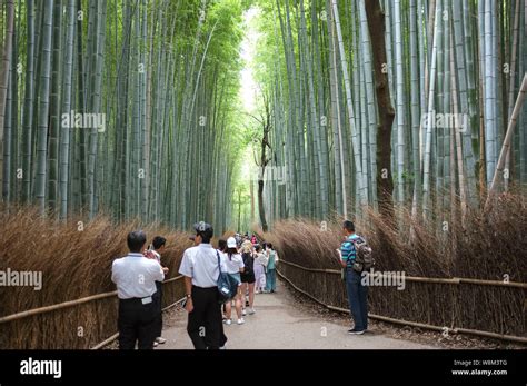 Arashiyama Bamboo Grove Also Known As The Sagano Bamboo Forest Located