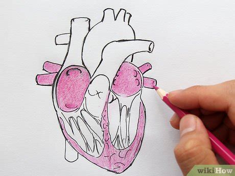 كيفية رسم التكوين الداخلي للقلب