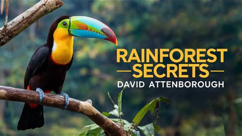 David Attenborough Nature Documentary To Fall Asleep To Ai Youtube