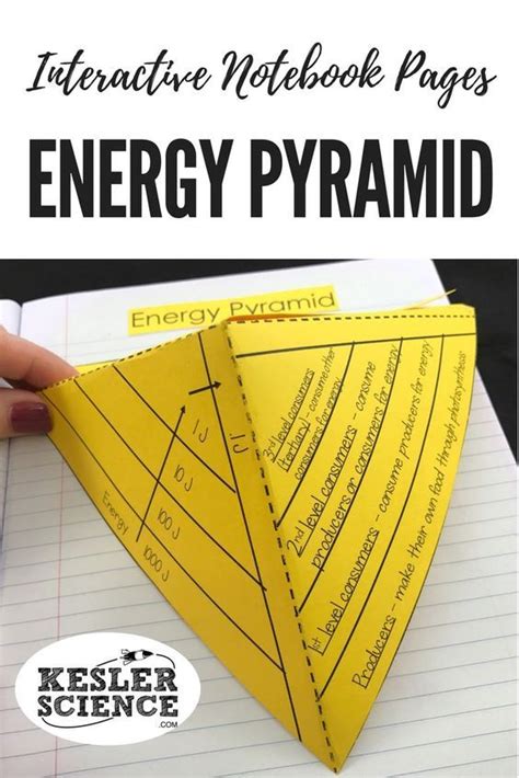 Ecosystems Interactive Notebook Pages Ecosystems Interactive Notebook