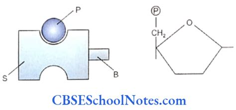 Structure Of DNA And RNA Notes CBSE Babe Notes