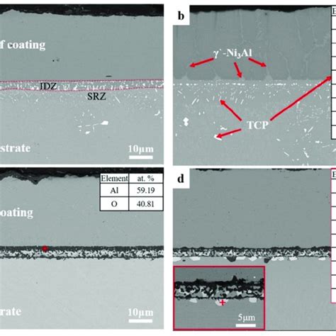 Specimens Cross Sectional Morphologies After Static Isothermal
