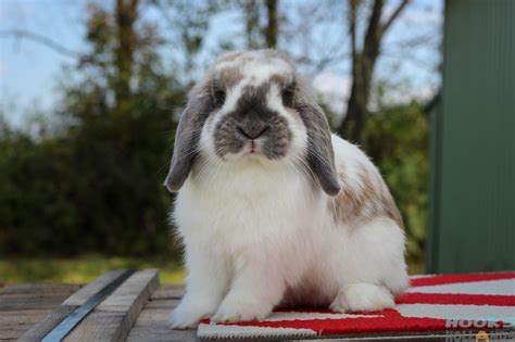 Cute Bunny Pictures Ohio Holland Lops