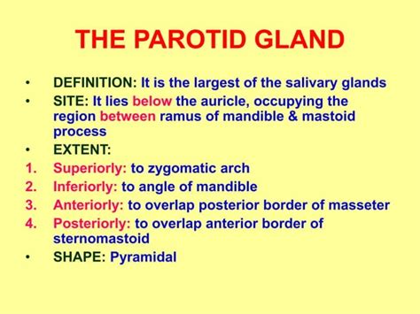 The Parotid Gland Anatomy And Applied Aspects Ppt