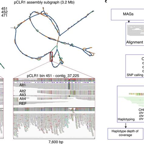 Phased Snp Haplotype Detection In Metagenomes With Download