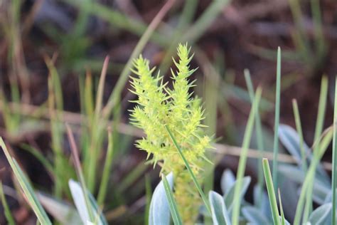 Crassula Lanceolata Transvaalensis From West Rand District Municipality